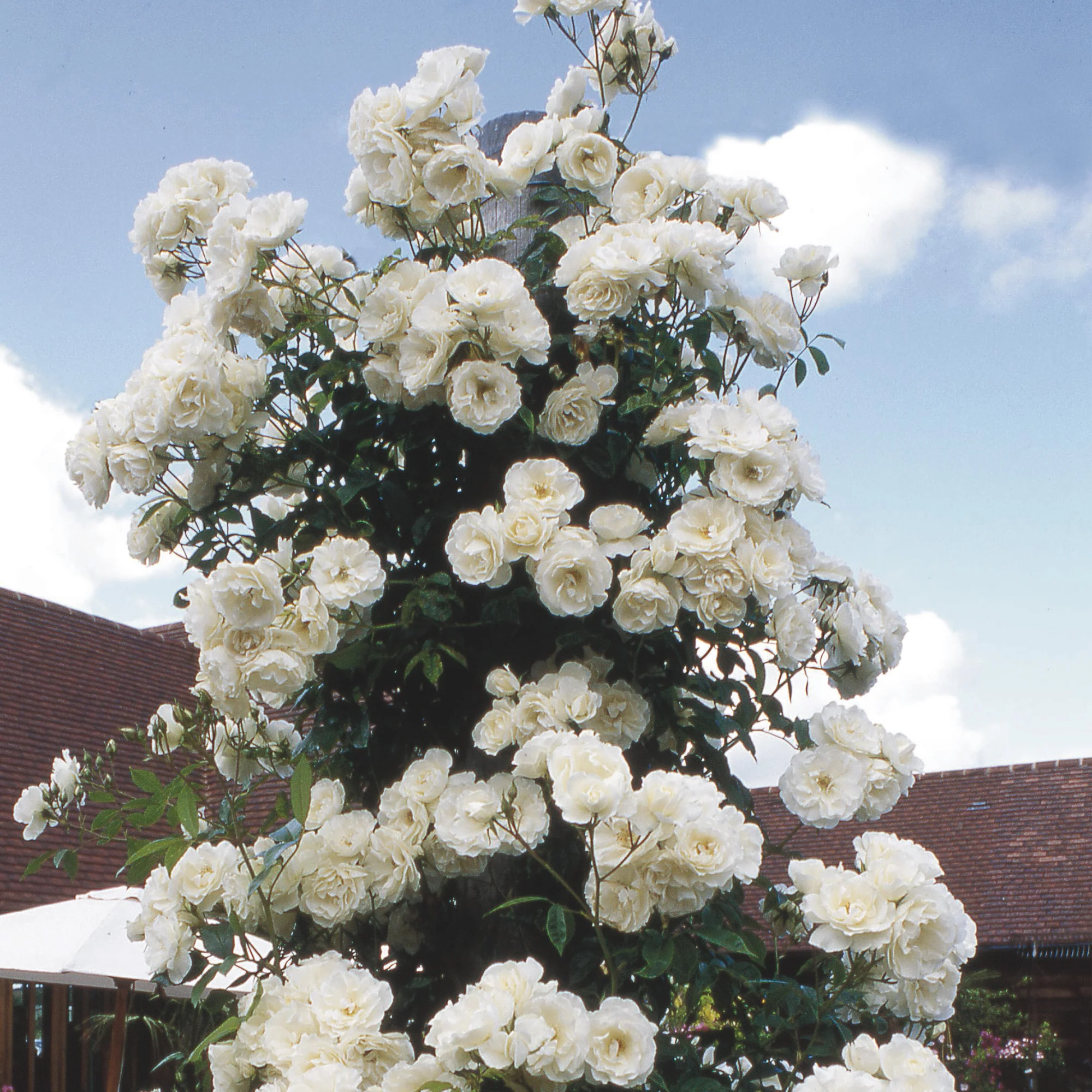 Iceberg - David Austin Roses